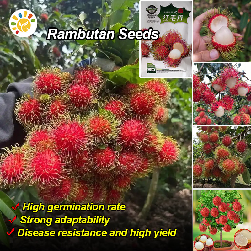 High Yield Red Rambutan Seeds (10pcs/pack) Rare Dwarf Rambutan Fruit ...