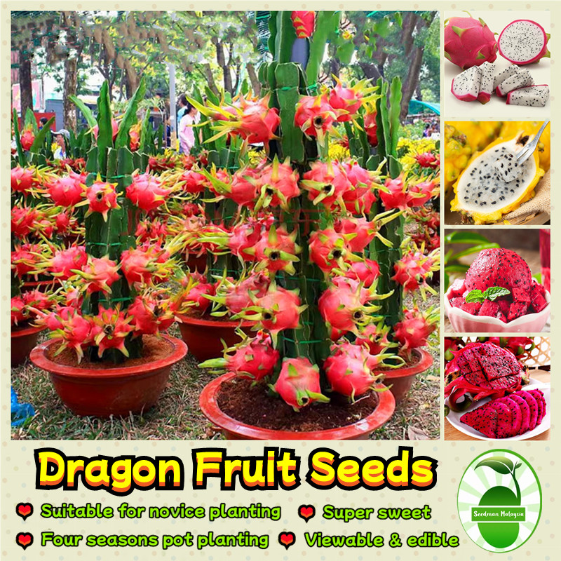 Mixed 80 Seeds/pack Dwarf Dragon Fruit Seeds for Planting Biji Benih ...