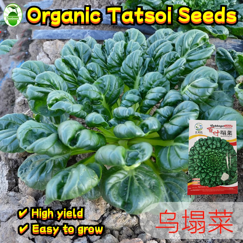 450 Seeds/pack High Yield Tatsoi Seeds Biji Benih Tatsoi Sawi Pagoda ...