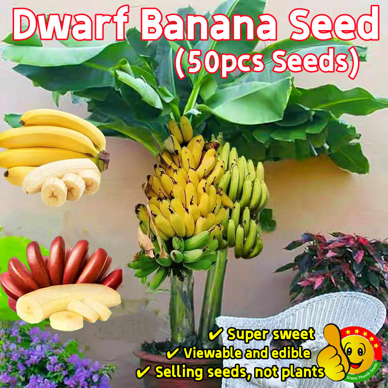 100% Original Sweet Dwarf Banana Seeds for Sale (Fresh 50pcs Seeds ...