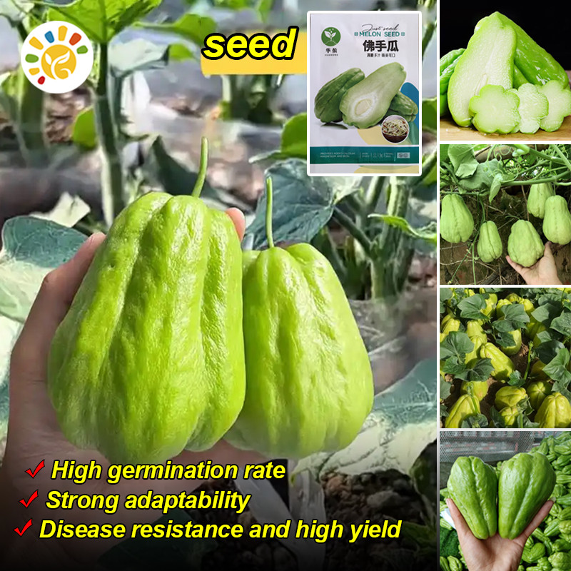 [Fast Grow] Rare Chayote Seeds for Planting (25 pcs/pack) High Yield ...