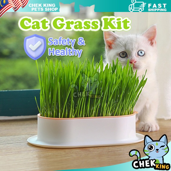 Cat Grass Kit Cat Grass Seed Planter Box Hydroponics Growing Cat Grass ...