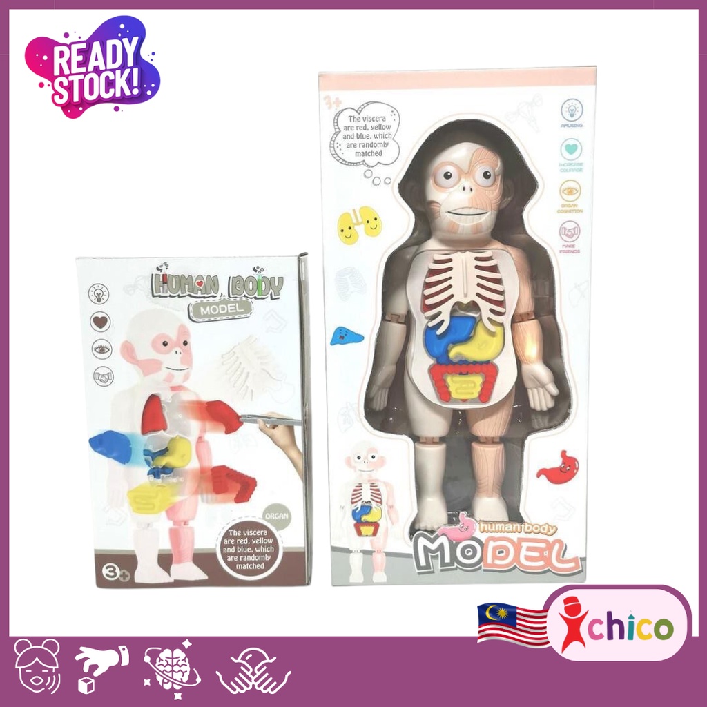 HUMAN BODY ORGANS ASSEMBLE for KIDS | Shopee Malaysia
