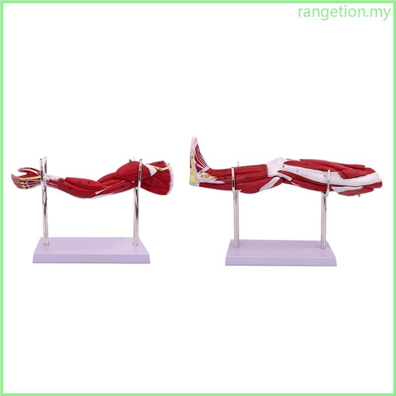 RAN Human Limb Anatomical Muscle Model Upper and Lower Limb Muscle ...
