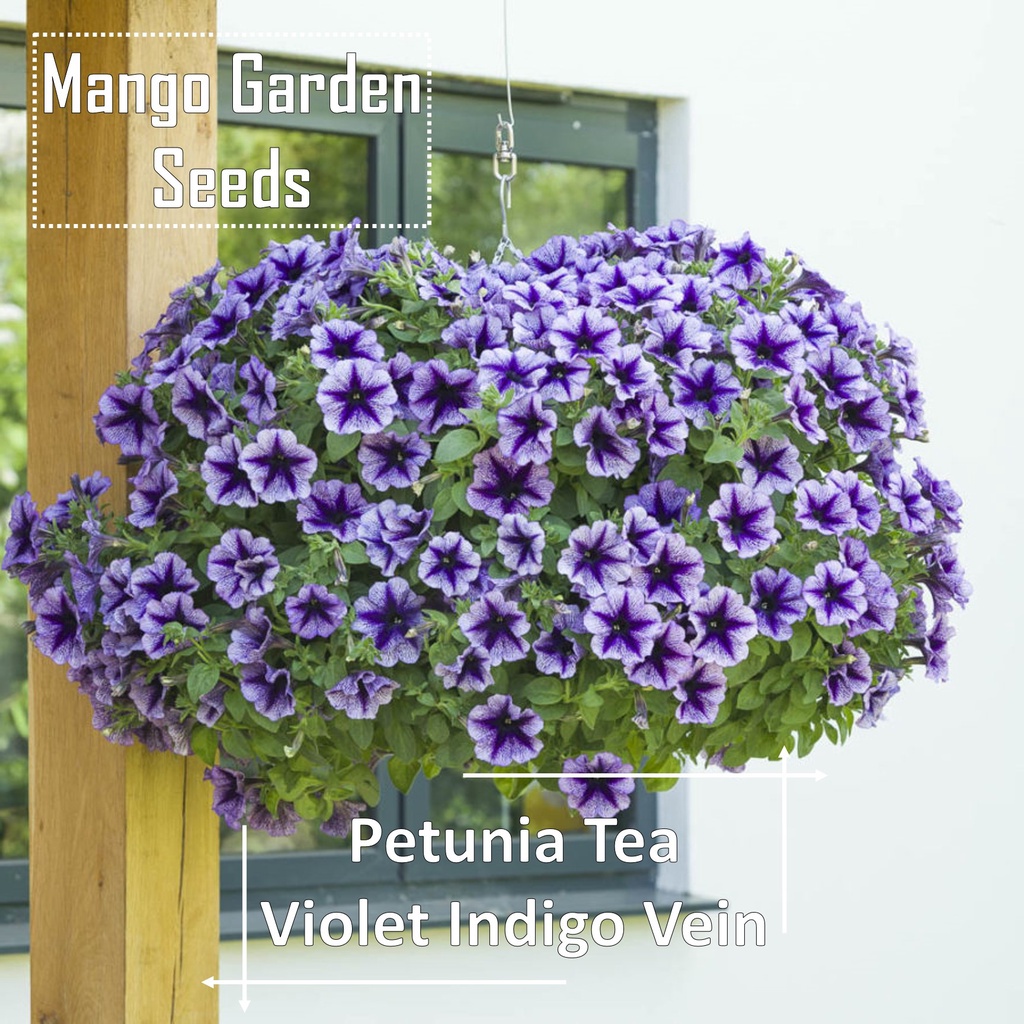 Petunia Tea Violet Indigo Vein Seeds - 20 Seed *Pot Friendly *Pot ...