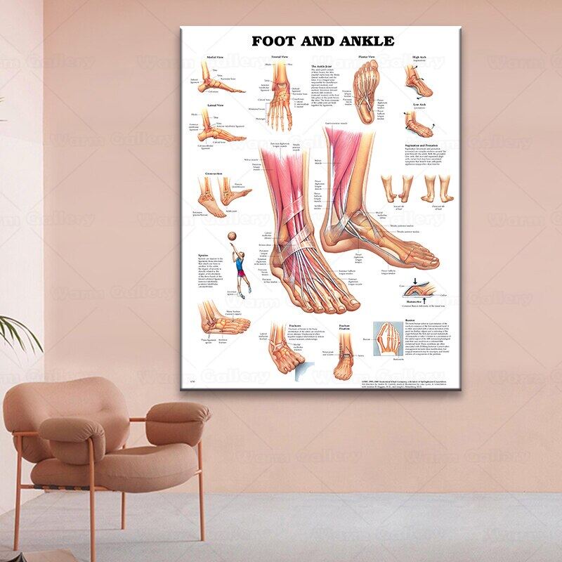 Human Body Chart Anatomy Foot and Ankle Poster Anatomical Chart Human Body Educational For Human ...