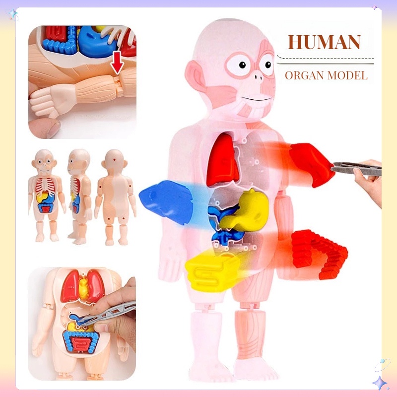 DIY Human Body Model Children Plastic Assembly Toys 3D Anatomy Puzzle ...