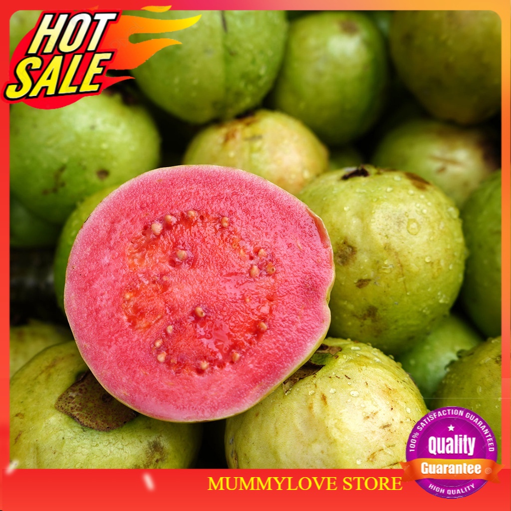 5 Pcs Biji benih red guava jambu merah manis untuk ditanam Ready Stock ...