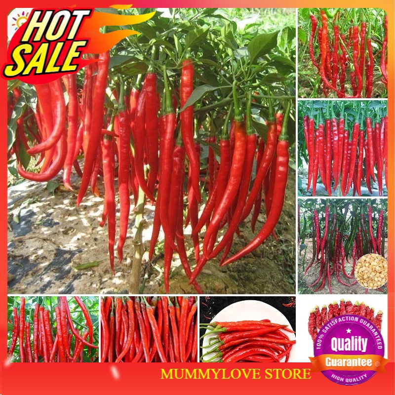 10 Pcs Long Chilli Seeds for Planting Biji Benih Cili Merah Panjang ...