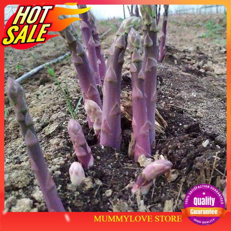 2 Pcs Benih Asparagus Ungu Manis Sweet Purple Asparagus Ready Stock ...