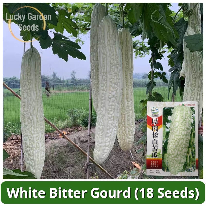 High Yield White Bitter Gourd Seeds (18 Seed) Biji Bernih Peria Putih ...