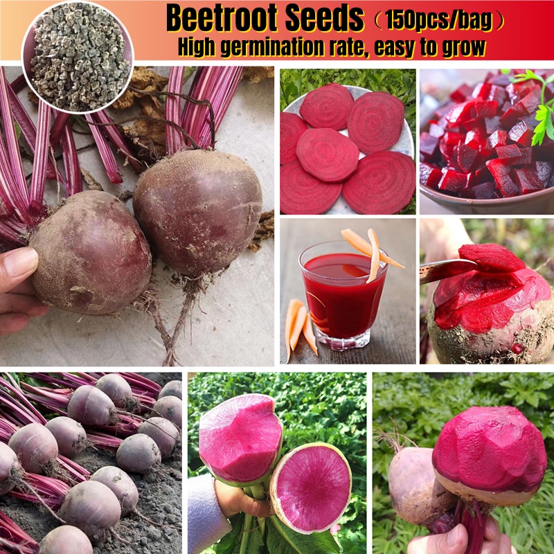 150pcs Biji Benih Ubi Bit Merah Beetroot Seeds for Planting Hybrid ...