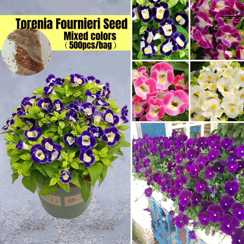 Assorted Colours Torenia Fournieri Flower Seeds (500pcs) Benih Torenia ...