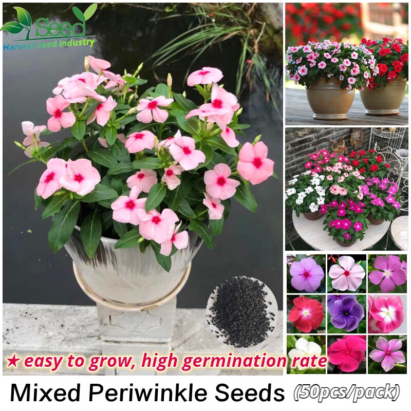 Mixed Periwinkle Seeds for Planting (50 seeds/pack, Suitable for ...