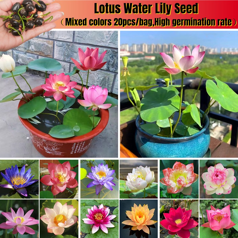 20pcs /bag Mix Colour Lotus Water Lily Seed Real Bowl Lotus Seed Water ...