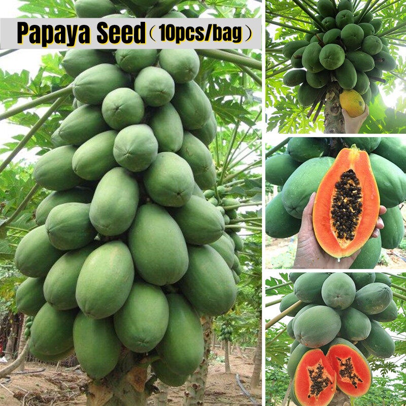 Benih Betik 10pcs Red Lady Papaya Seeds Papaya Big Hong Kong Biji Benih ... Benih Betik 10pcs Red Lady Papaya Seeds Papaya Big Hong Kong Biji Benih ...
