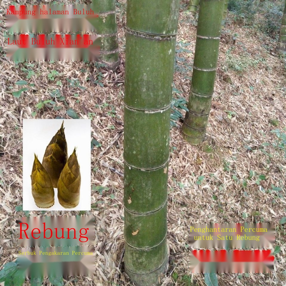 Anak pokok buluh besar, rebung boleh dimakan, anak pokok buluh, anak ...