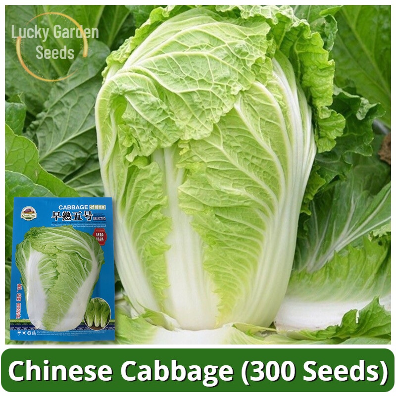 Cool Review About Napa Cabbage Seed