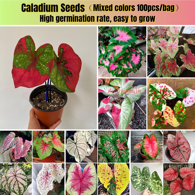 100pcs Rare Caladium Seeds Mixed Colors Flower Seeds for Planting Benih ...