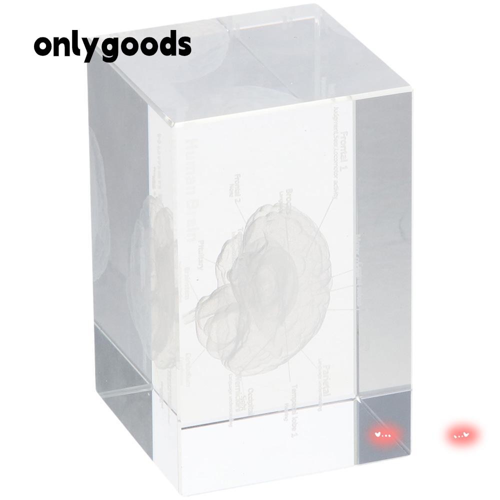 ONLYY Human Brain, Anatomical Model, Laser Etching Crystal Glass Cube ...