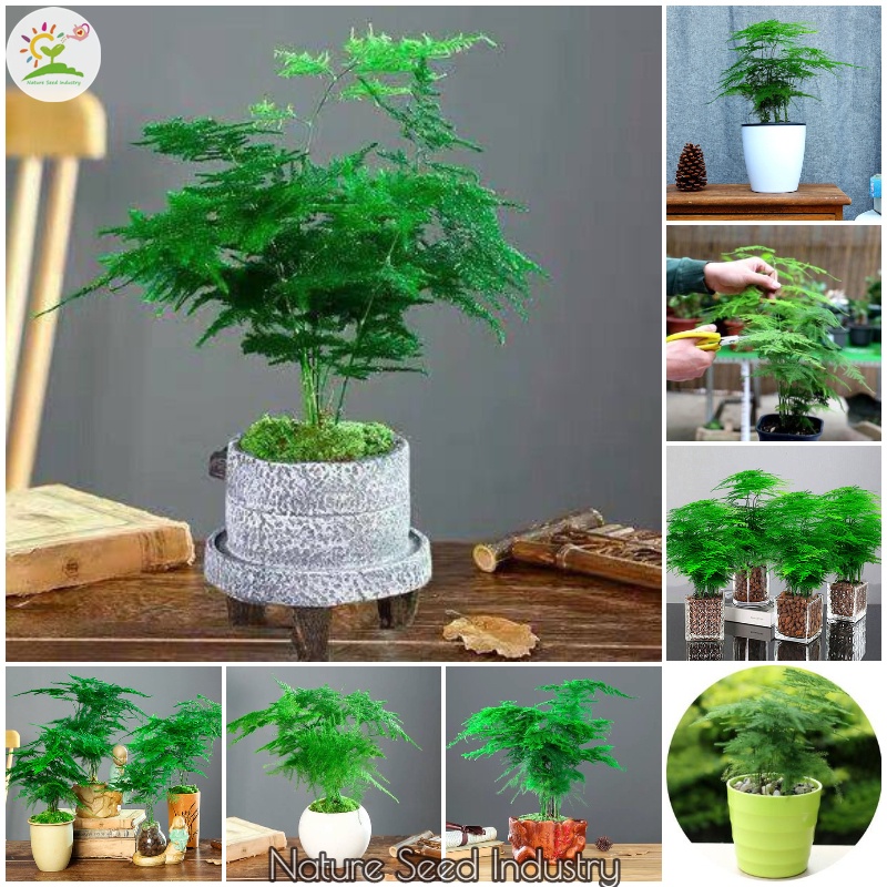 Asparagus Fern Tree Seeds for Planting (50 seeds/bag) Asparagus Fern ...