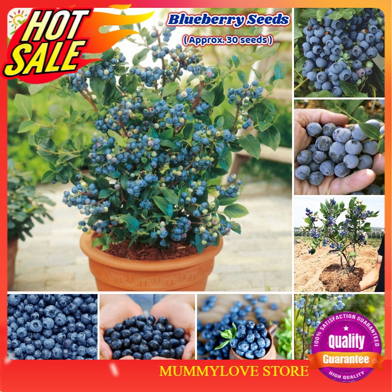 7 Pcs Delicious Blueberry Seeds for Planting (30 seeds/pack, Suitable ...
