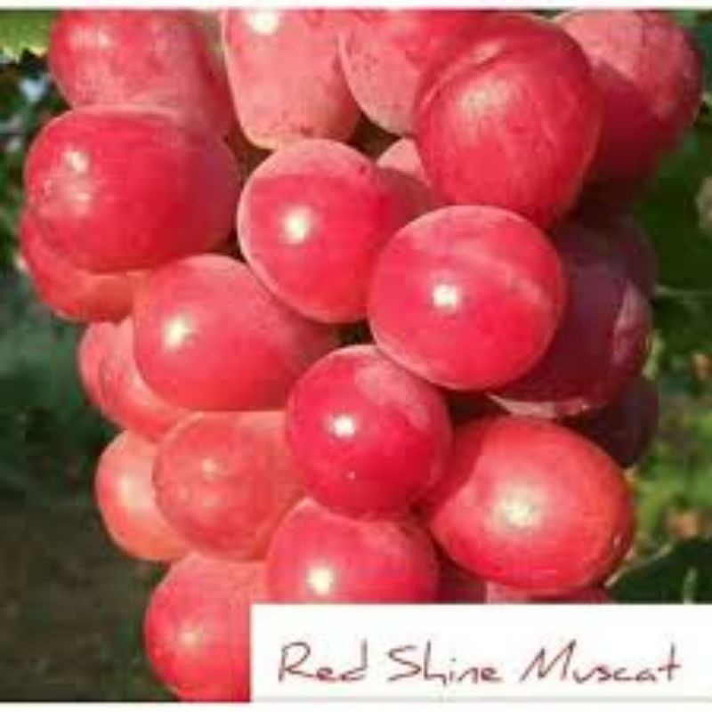 ANAK POKOK ANGGUR RED SHINE MUSCAT Super Premium Grapes. GRAPE | Shopee ...