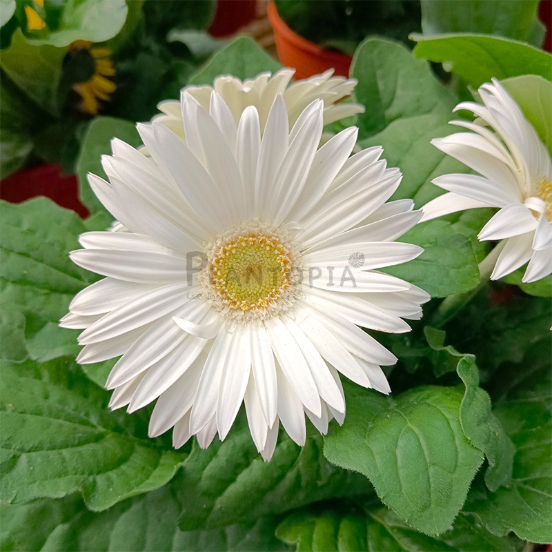 [Plantopia] Barberton Daisy 巴伯顿雏菊 | Pokok Bunga Hidup | Indoor Flower ...