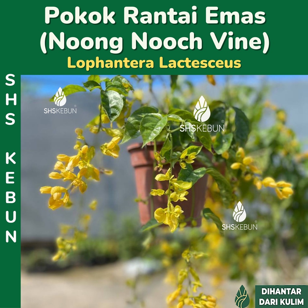 Lophantera Lactesceus Pokok Noong Nooch Vine Pokok Rantai Emas Outdoor ...