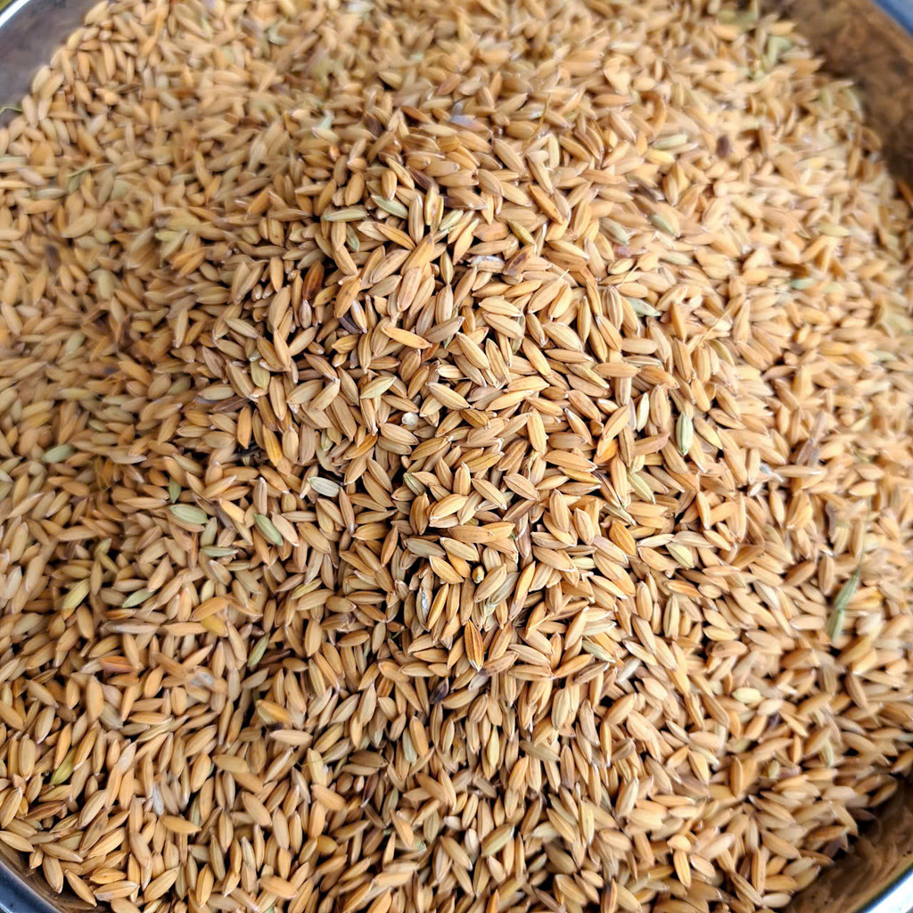 Binh Thuan round grain rice, cleaned chicken rice, rice used for ...