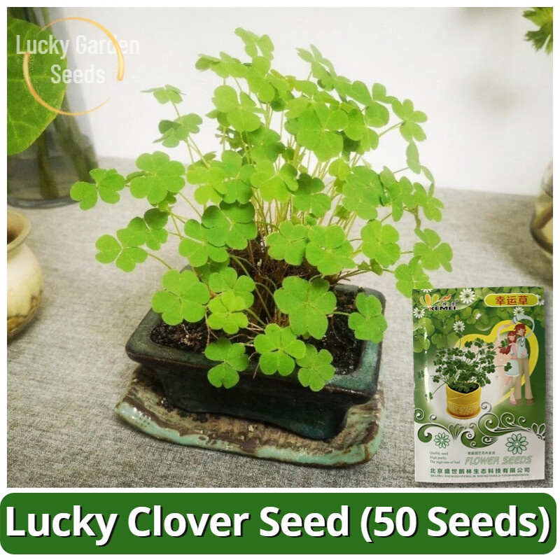 High Quality Lucky Clover Plant Seeds (50 Seeds) Benih Pokok Bunga Rare ...