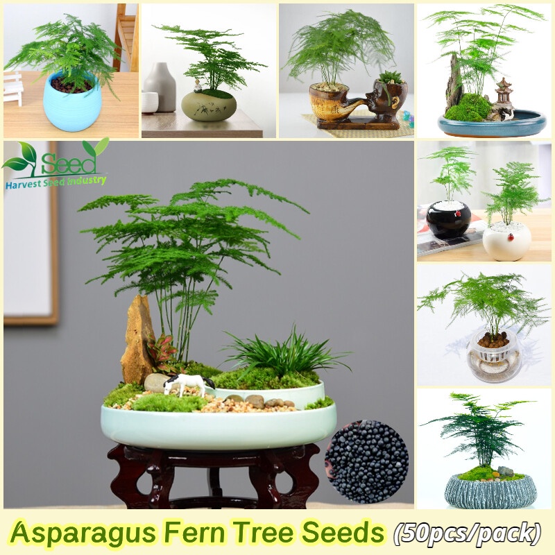 Fresh Asparagus Fern Tree Seeds for Planting (50pcs/bag, Suitable for ...