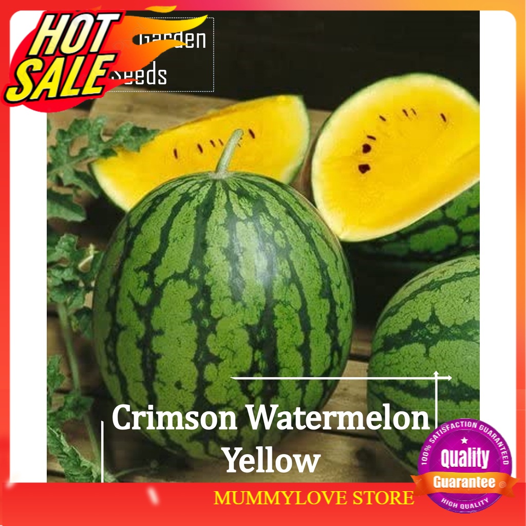 3 Pcs Yellow Crimson Watermelon Seeds Benih Buah Tembikai Kuning ...