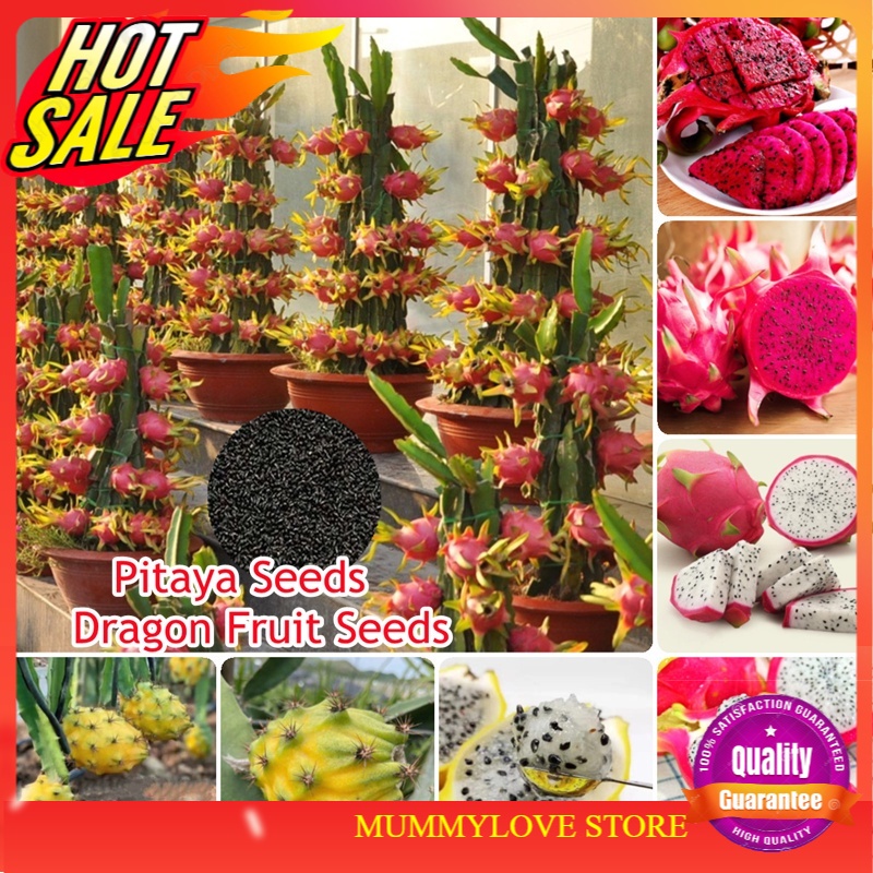 10 Pcs Pitaya Seeds Dragon Fruit Seeds for Planting Dwarf Ornamental ...