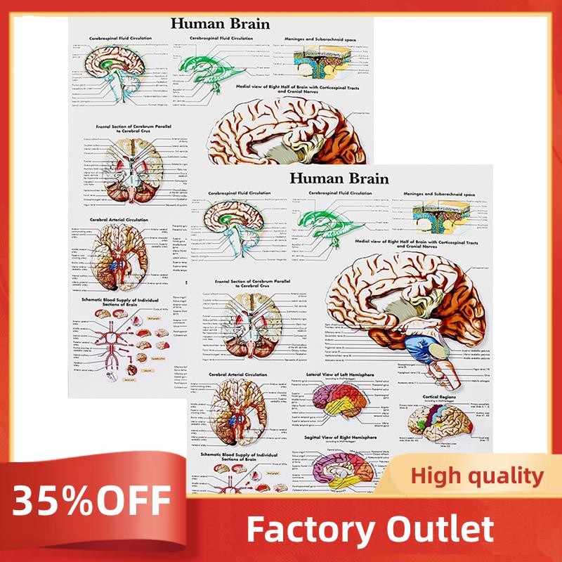 Brain Anatomy Poster, 2 Pack Laminated Human Brain Chart, Medicine ...
