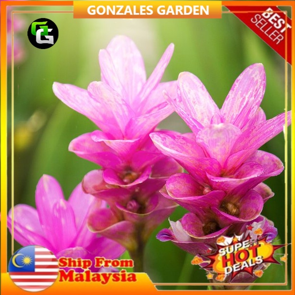 Anak Pokok Tulip Siam Jenis Halia Import Dari Thailand | Shopee Malaysia