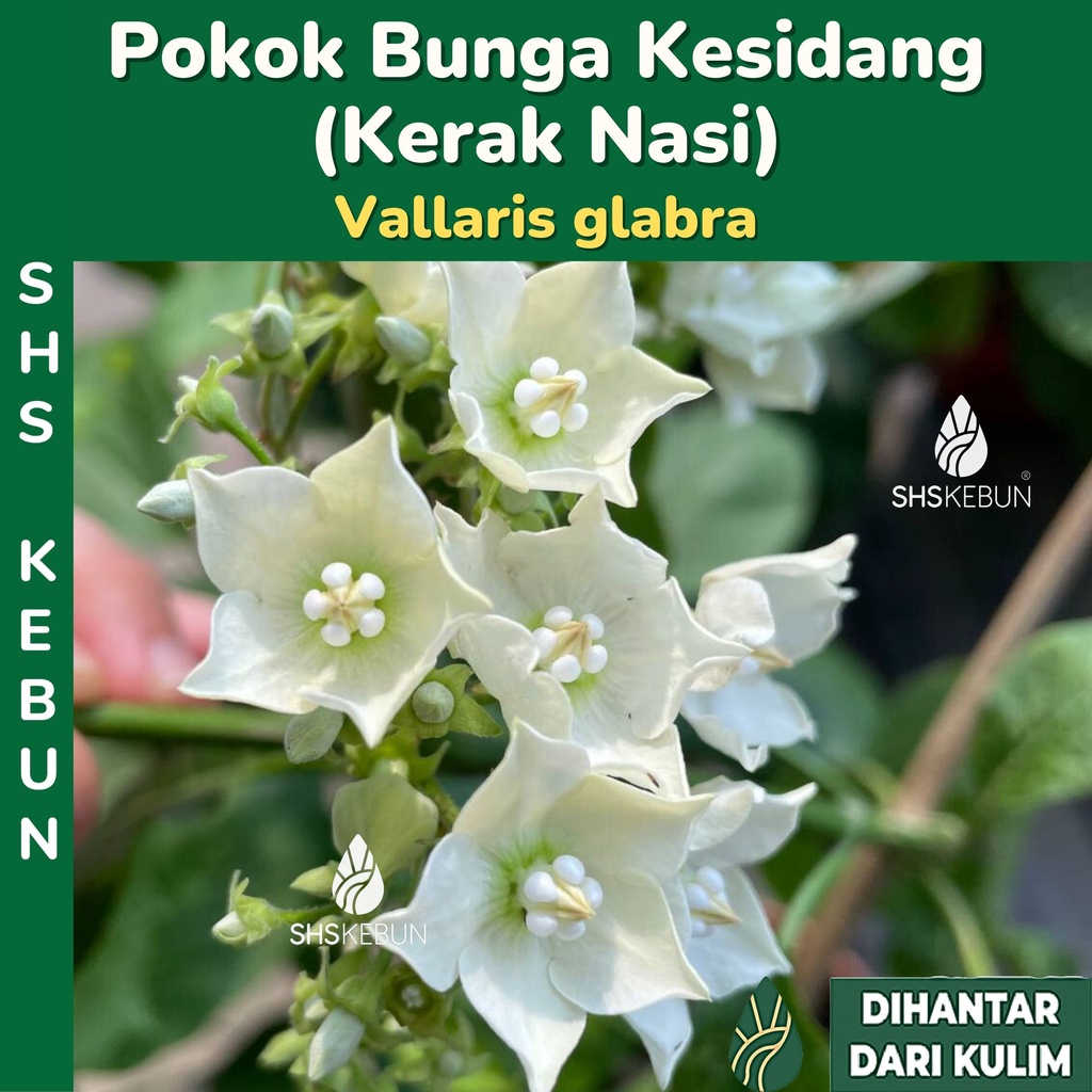 Pokok Bunga Kesidang Kerak Nasi Outdoor Plant Vallaris Glabra Pokok ...