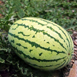Biji Benih Tembikai No.8 Giant Watermelon Seed (30 Seeds) Super Sweet ...