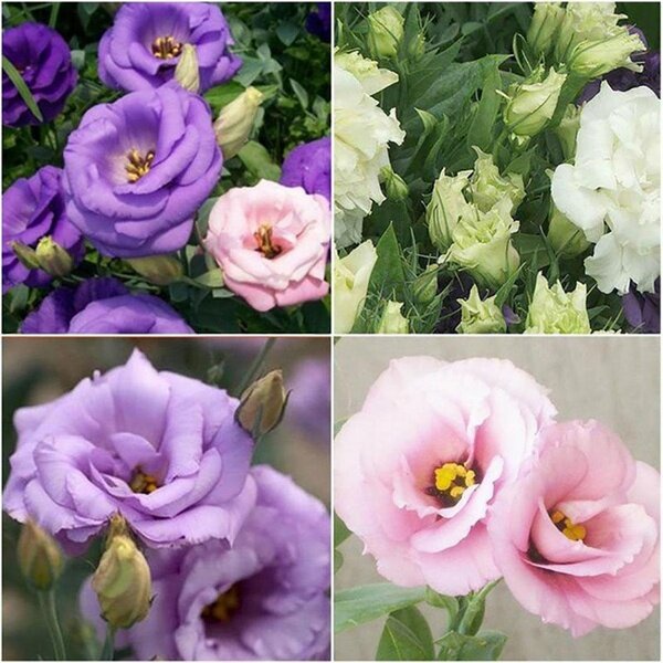 Ready Stock 20pcs Eustoma Grandiflorum Flower Seeds Plant Hanging ...