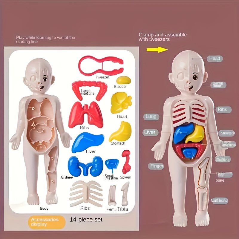 Montessori 3D Puzzle Human Body Anatomy Model Educational Learning ...