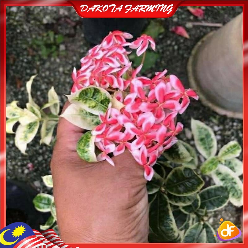Anak Pokok Bunga Jarum Batik Variegated Ixora Frozen Star Pokok Rare ...