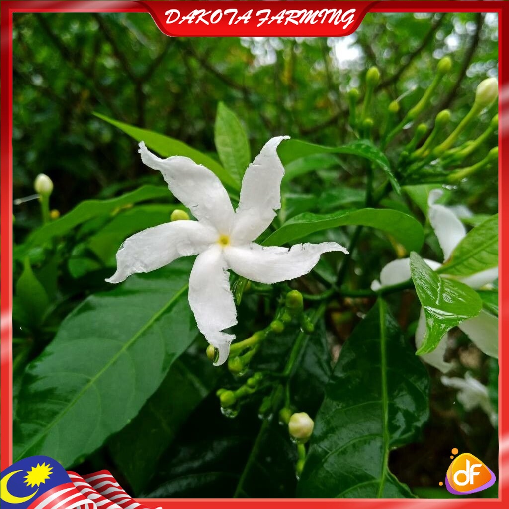 Anak Pokok Cempakawali Samoan Gardenia Bunga Wangi Import Dari Thailand ...