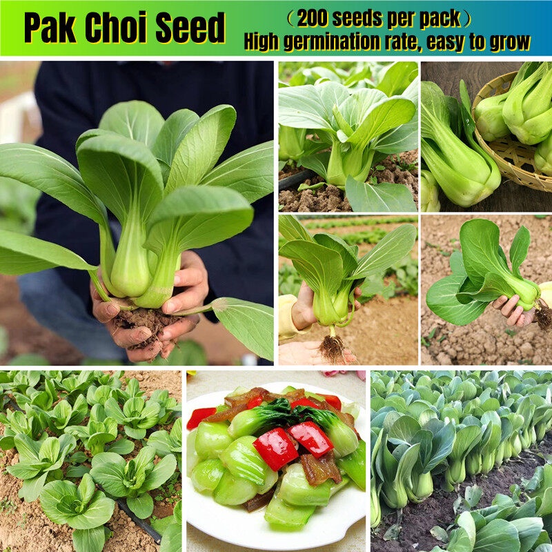 Soon Huat Benih Siew Pak Choy Biji Benih Pak Choi Seeds for Sale High ...