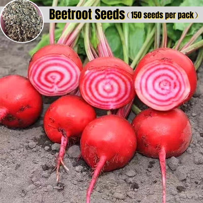 [Fast Growing] 150pcs Full Seasons Beetroot Seeds for Sale Biji Benih ...