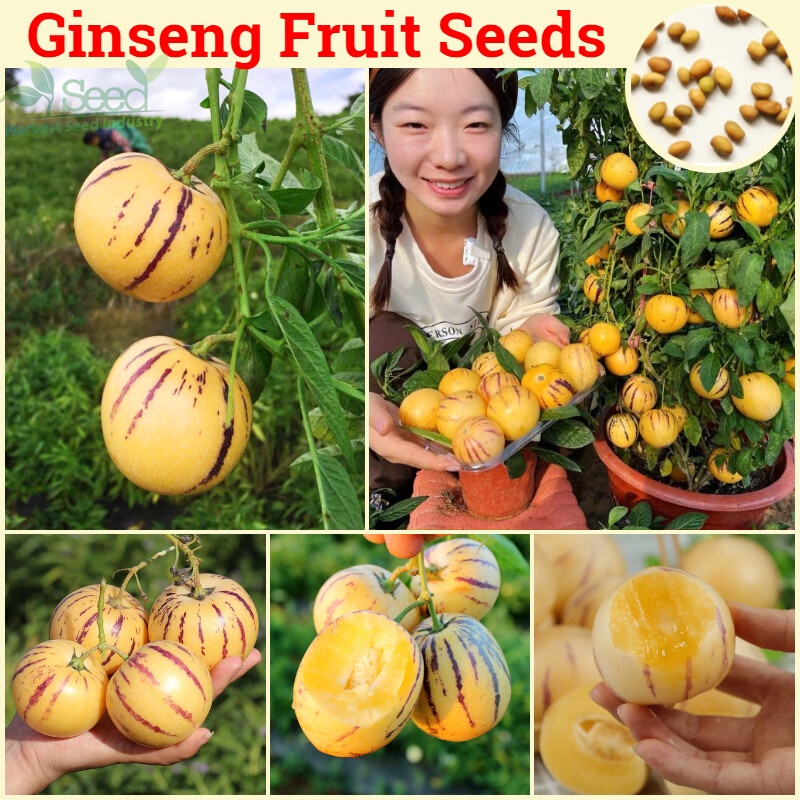 Ready Stock Ginseng Fruit Seeds Pepino Melon Bonsai Seed Organic ...
