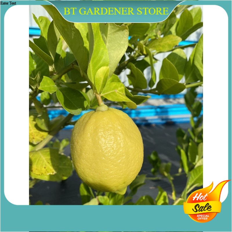 Anak Pokok Lemon Eureka Pokok Grafted Cepat Berbuah Ready Stock Sarawak ...