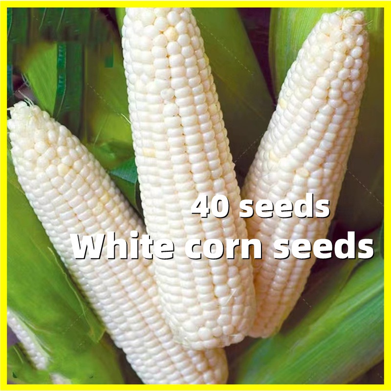 White Corn Seeds -40 Seeds White Pearl Sweet Corn Seeds for Planting ...