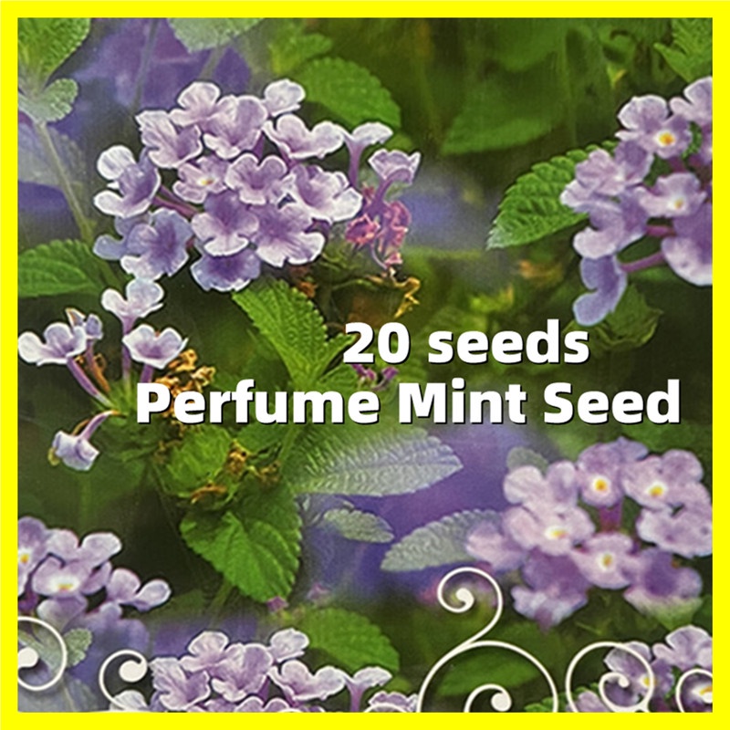 Perfume Mint Seed- Fast Growing 20 Seeds Peppermint Seeds for Planting ...