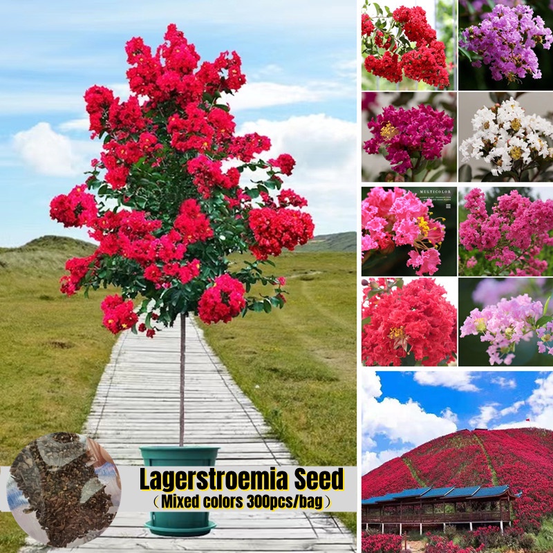 [Fast Germination] Colorful Lagerstroemia Seeds Flower Seeds (300 Seeds ...