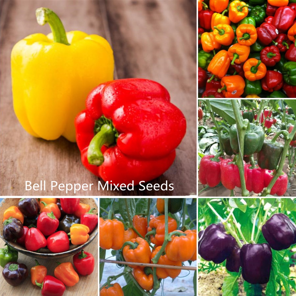 50pcs Bell Pepper Mixed Seeds for Sale Bonsai Sweet Bell Pepper Seeds ...